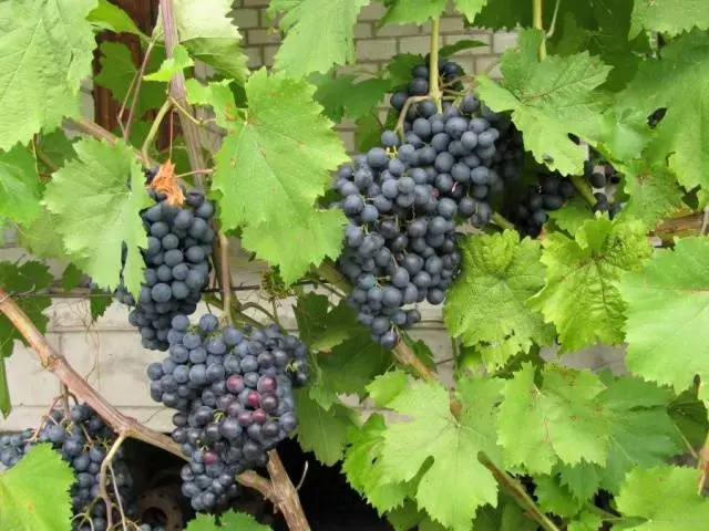 Table grape varieties: photo and description 12981_19