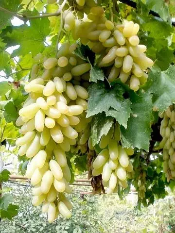 Table grape varieties: photo and description 12981_21