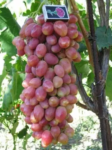 Table grape varieties: photo and description 12981_26