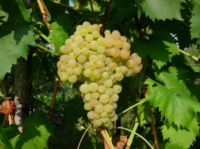 Table grape varieties: photo and description 12981_5