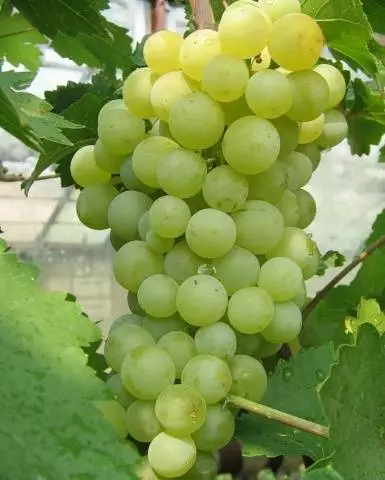 Table grape varieties: photo and description 12981_6