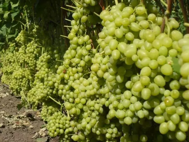 Table grape varieties: photo and description 12981_7