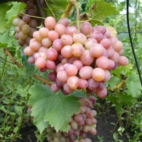 Table grape varieties: photo and description 12981_8