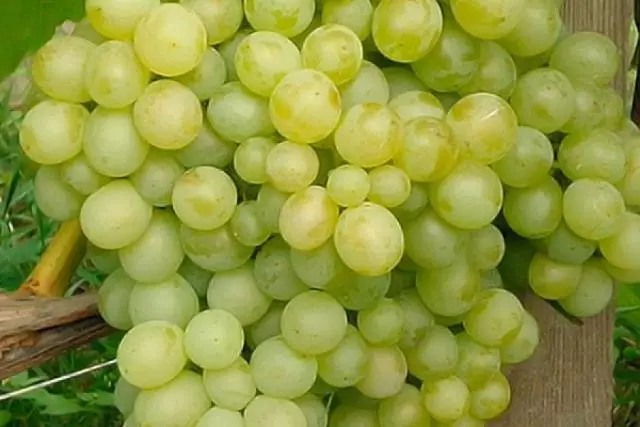 Grapes Delight: descrição da variedade, fotos, comentários 12990_1