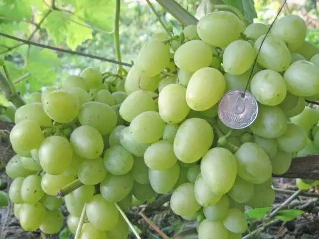 Grapes Delight: descrição da variedade, fotos, comentários 12990_4