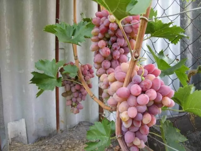 Grapes Delight: descrição da variedade, fotos, comentários 12990_6