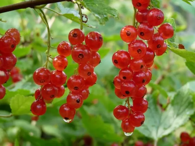 Red currants in the spring: how to plant and care, instructions for growing 12993_1