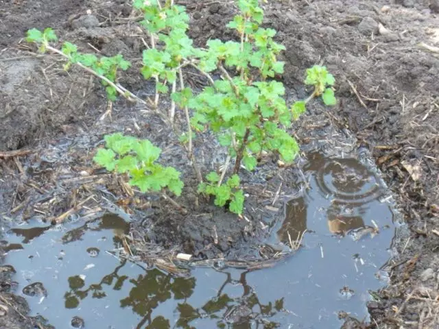 Red currants in the spring: how to plant and care, instructions for growing 12993_10