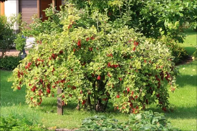 Red currants a cikin bazara: yadda ake shuka da kulawa, umarnin don girma 12993_2