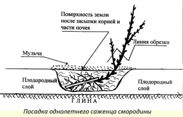 Red currants in the spring: how to plant and care, instructions for growing 12993_3