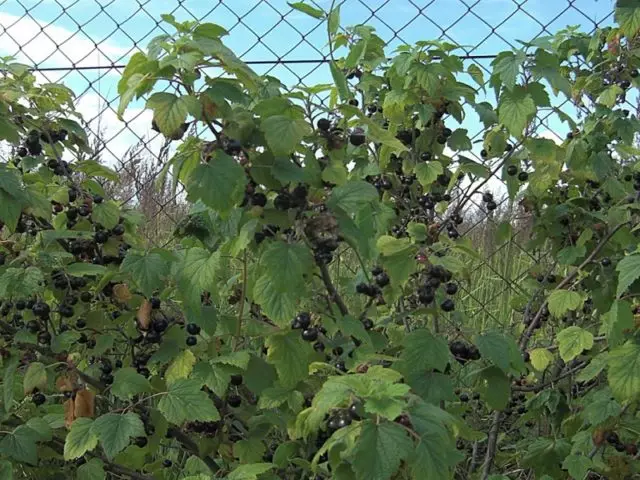 Неліктен қара және қызыл қарақат жеміс бермейді: не істеу керек 12996_1