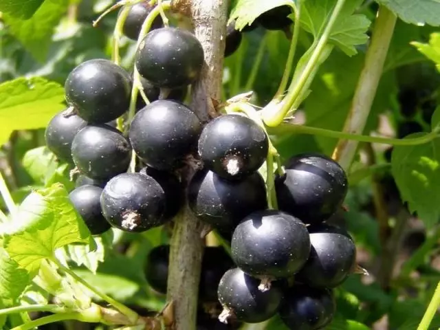 Napa currants ireng lan abang ora ngasilake: sebab apa sing kudu ditindakake 12996_10