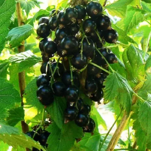 Napa currants ireng lan abang ora ngasilake: sebab apa sing kudu ditindakake 12996_3