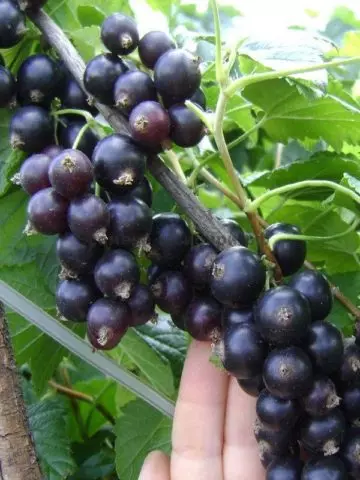 Kungani ama-currants amnyama nabomvu engatheli izithelo: izizathu zalokho okufanele ukwenze 12996_5