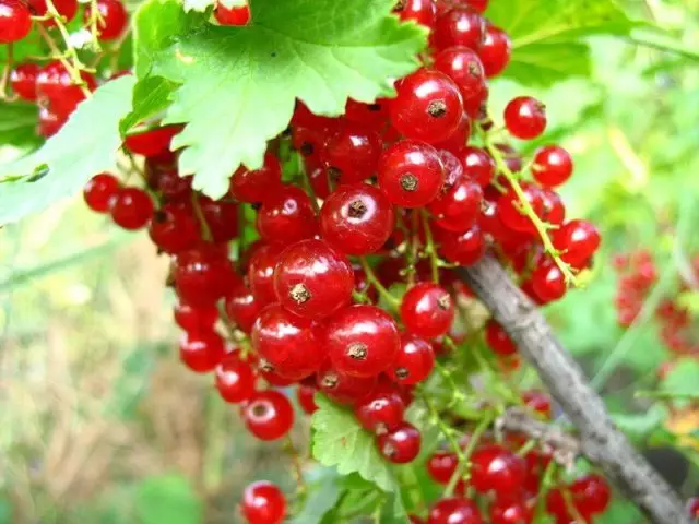 Napa currants ireng lan abang ora ngasilake: sebab apa sing kudu ditindakake 12996_6