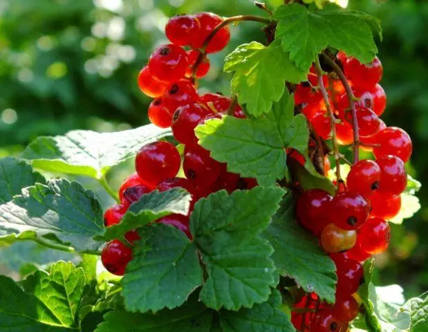 Red currant Rosetta: bayanin iri -iri, hotuna, sake dubawa, halaye 12998_10