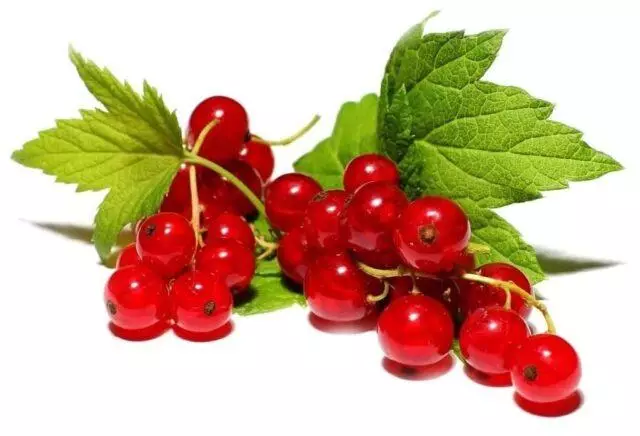 سور currant Rosetta: د ډول توضیحات ، عکسونه ، بیاکتنې ، ځانګړتیاوې 12998_16