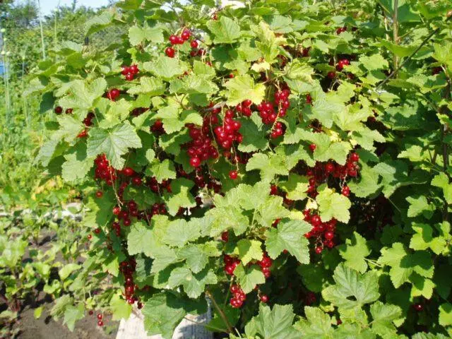 Red currant Rosetta: dzakasiyana tsananguro, mapikicha, ongororo, hunhu 12998_19