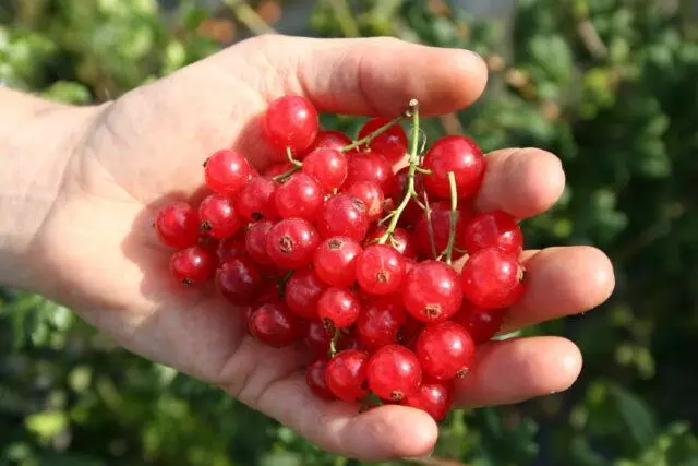 Red currant Rosetta: bayanin iri -iri, hotuna, sake dubawa, halaye 12998_2