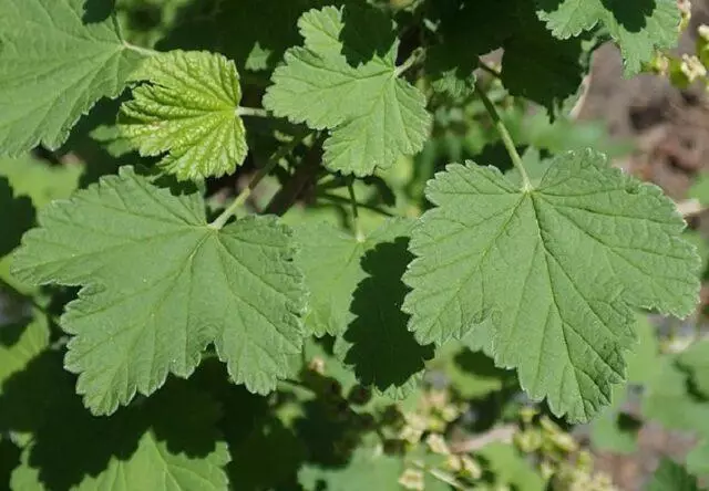 Red currant Rosetta: dzakasiyana tsananguro, mapikicha, ongororo, hunhu 12998_3