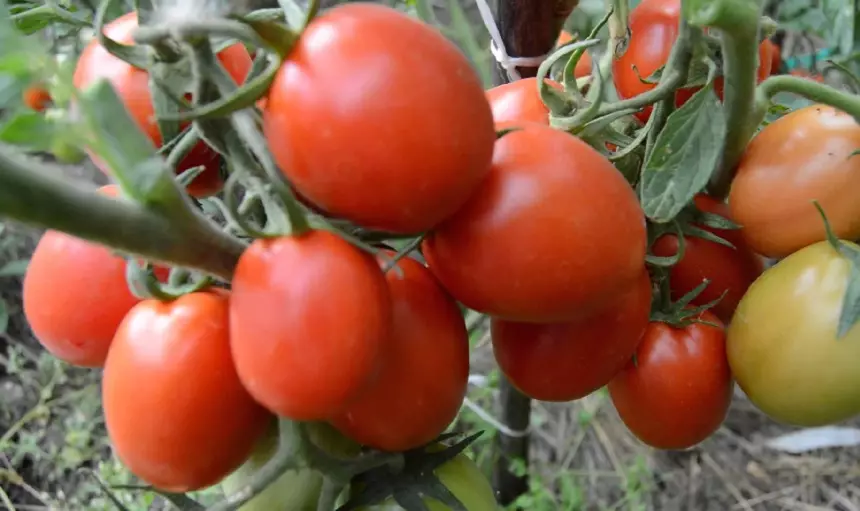 Neskoré odrody nízko rastúcich paradajok s popisom a fotografiou
