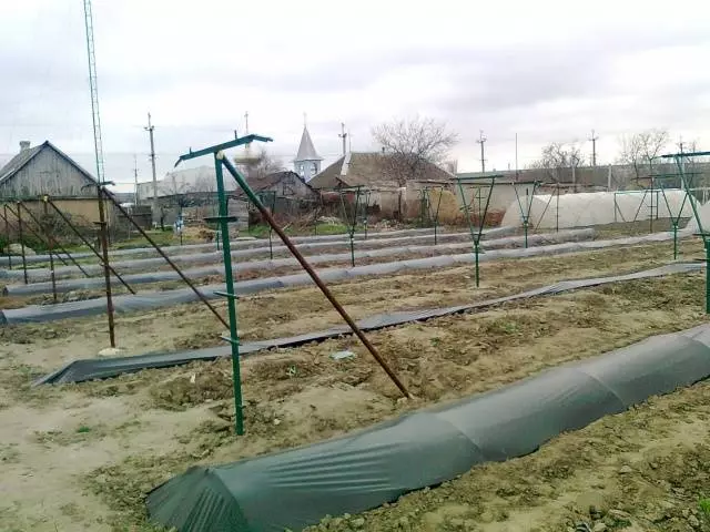 How to shelter grapes for the winter 13031_12