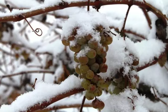 How to shelter grapes for the winter 13031_18