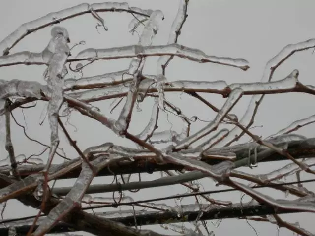 Ինչպես պատսպարել խաղողը ձմռանը 13031_3