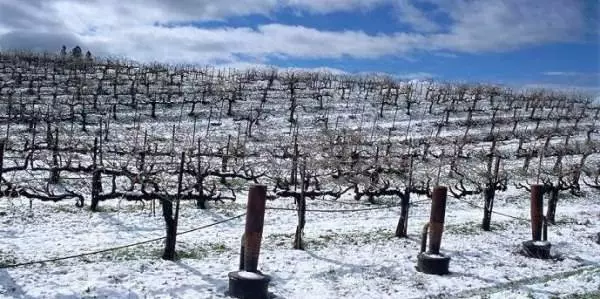 How to shelter grapes for the winter 13031_4