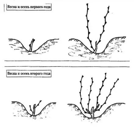 Drauwe préiwen am Hierscht + Schema 13032_13