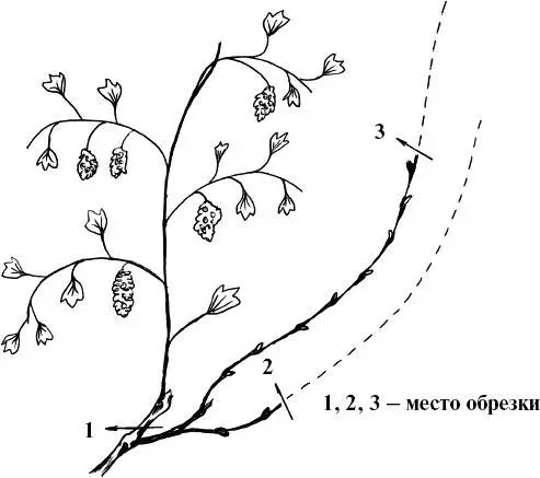 Drauwe préiwen am Hierscht + Schema 13032_15