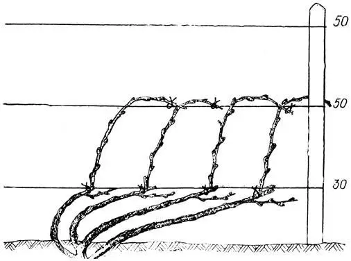 Drauwe préiwen am Hierscht + Schema 13032_17