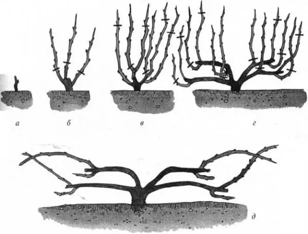 Drauwe préiwen am Hierscht + Schema 13032_23