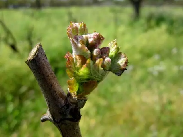 Pruning anggur dina usum gugur + skéma 13032_6