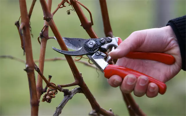 Beskæring af druer i efteråret + ordning 13032_7