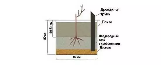 Sadnja grožđa u jesen sa sadnicama 13033_5