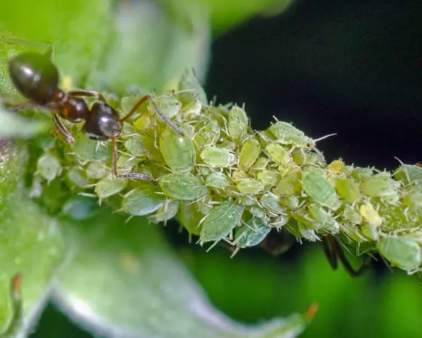 Serena de agrișă: descrierea varietății, fotografii, recenzii, plantare și îngrijire 13040_4