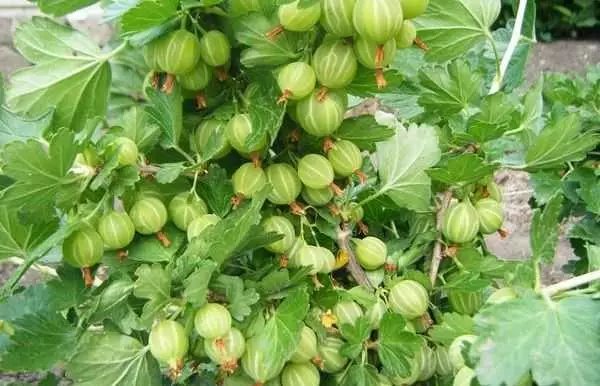 Gooseberry አረንጓዴ ዝናብ -የዝርዝሩ መግለጫ እና ባህሪዎች ፣ ፎቶዎች ፣ ግምገማዎች 13043_1