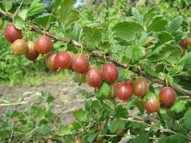 Gooseberry Harlequin: ລາຍລະອຽດແນວພັນ, ຮູບພາບ, ການທົບທວນຄືນ 13050_1