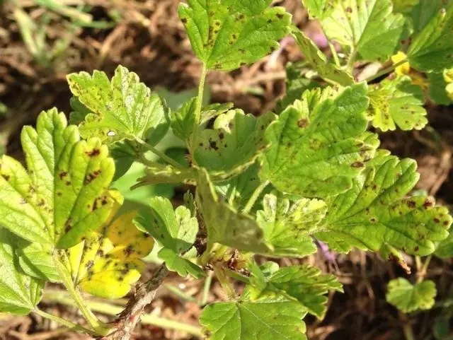 Stachelbeer-Harlekin: Sortenbeschreibung, Fotos, Bewertungen 13050_17