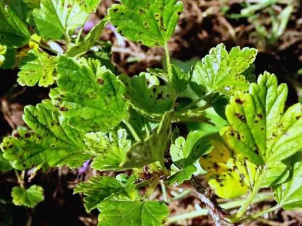 Gooseberry Harlequin: ჯიშის აღწერა, ფოტოები, მიმოხილვები 13050_6