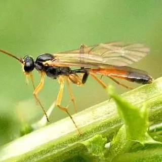 Gooseberry Harlequin: ລາຍລະອຽດແນວພັນ, ຮູບພາບ, ການທົບທວນຄືນ 13050_9