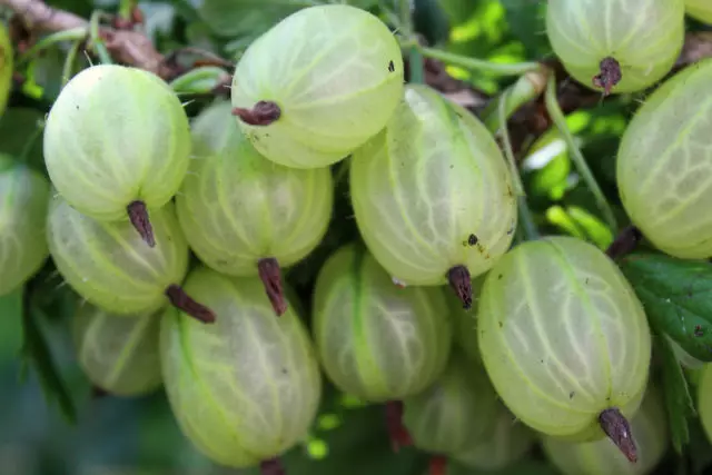 Awọn gooseberries Finnish: alawọ ewe, pupa, ofeefee, apejuwe ti awọn oriṣiriṣi, awọn fọto, awọn atunwo 13052_2