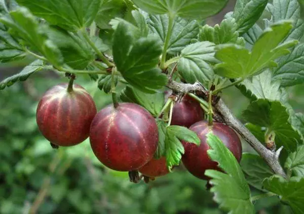 Awọn gooseberries Finnish: alawọ ewe, pupa, ofeefee, apejuwe ti awọn oriṣiriṣi, awọn fọto, awọn atunwo 13052_4