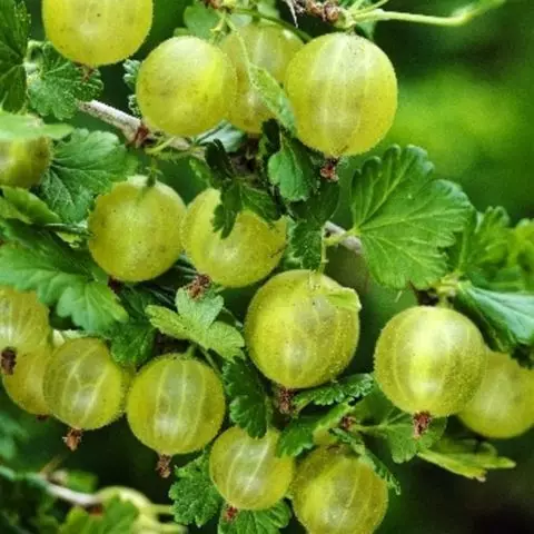 Gooseberries Finnish: akwụkwọ ndụ akwụkwọ ndụ, ọbara ọbara, odo, nkọwa nke ụdị, foto, nyocha 13052_6