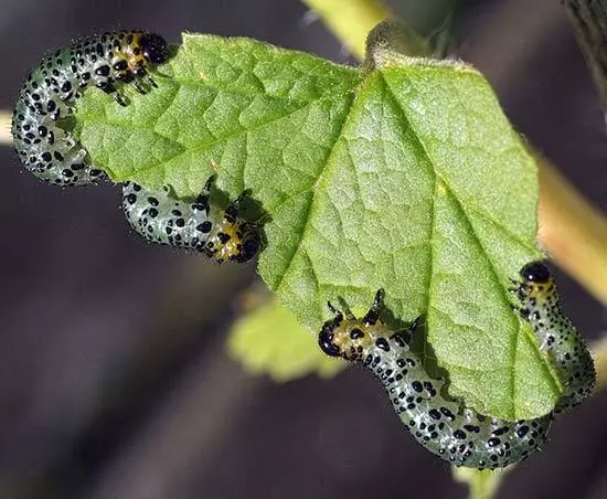 አባጨጓሬዎች የ gooseberry ቅጠሎችን ይመገባሉ -ምን እንደሚመስሉ ፣ ፎቶዎች ፣ ምን ማድረግ ፣ እንዴት መዋጋት ፣ እንዴት ማቀናበር እንደሚቻል ፣ እንዴት ማስወገድ እንደሚቻል 13053_1