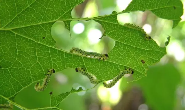 አባጨጓሬዎች የ gooseberry ቅጠሎችን ይመገባሉ -ምን እንደሚመስሉ ፣ ፎቶዎች ፣ ምን ማድረግ ፣ እንዴት መዋጋት ፣ እንዴት ማቀናበር እንደሚቻል ፣ እንዴት ማስወገድ እንደሚቻል 13053_2