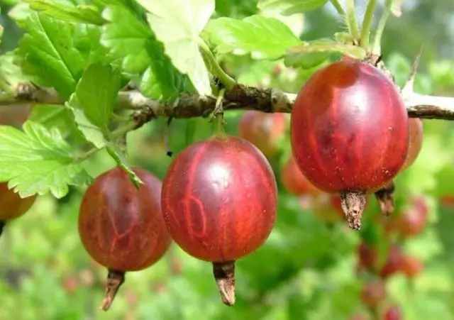 Gooseberry Sadko: тавсифи гуногун, аксҳо, шарҳҳо, хусусиятҳои парвариш 13071_1