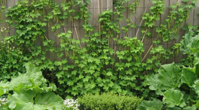 DIY currant fences: faʻafefea ona fai tagata tafao, ata 13075_2