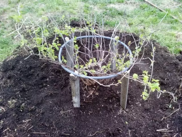 DIY currant fences: faʻafefea ona fai tagata tafao, ata 13075_5